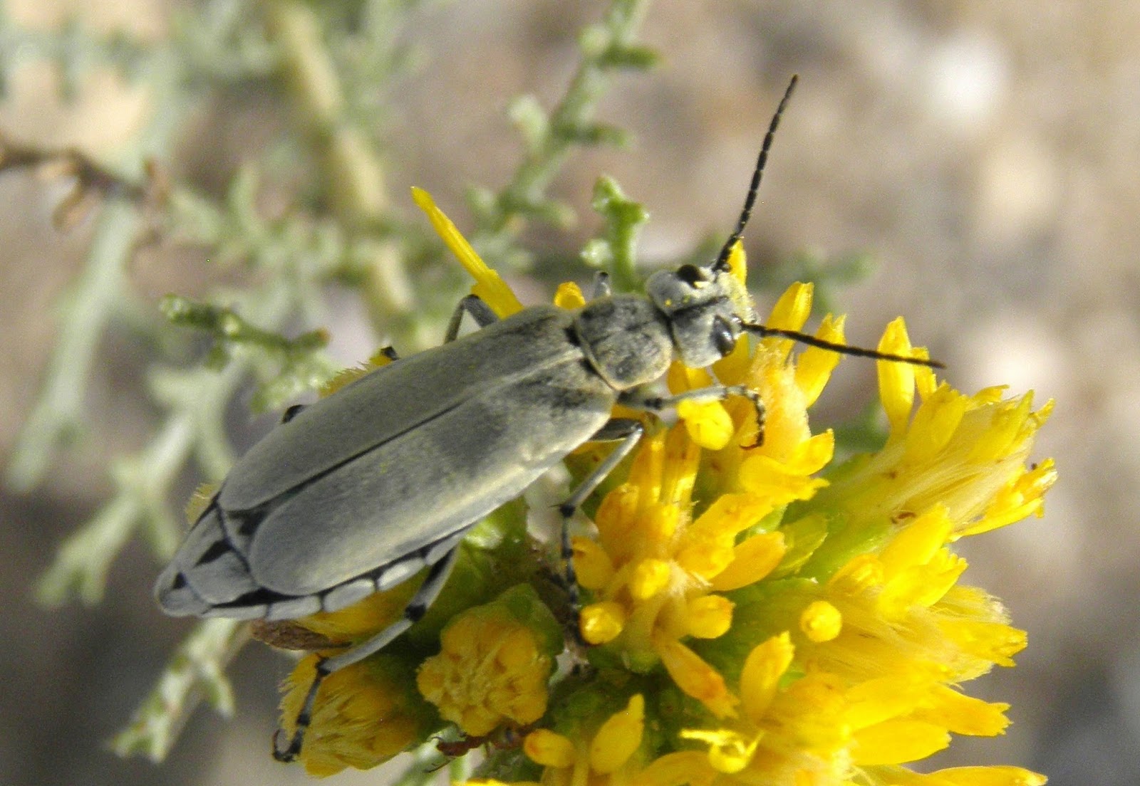Arizona: Beetles, Bugs, Birds and more: Insects at the Gravel Pit in Marana