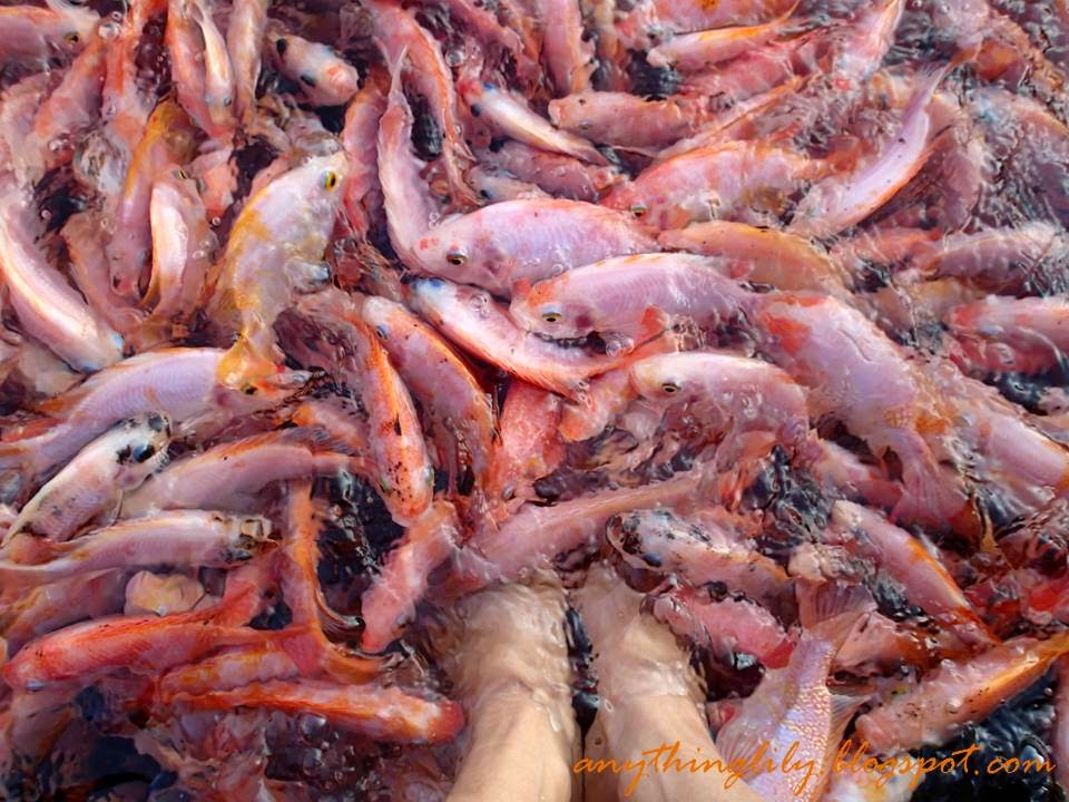 anythinglily: Sri Lanka Trave Pt 4: Madu Ganga River Safari