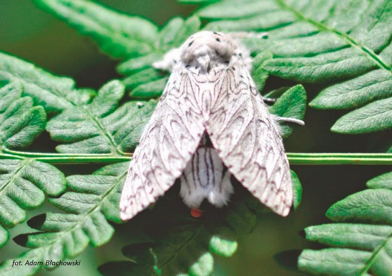 Przyroda i fotografia : Ćma - gronostaj