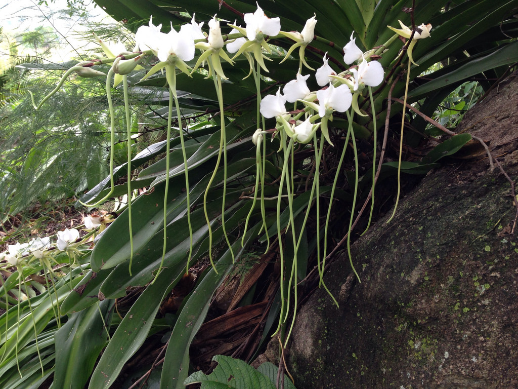 Angraecum longicalcar orchid plant care and culture | Travaldo's blog