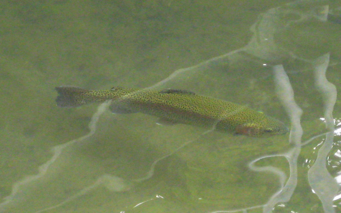 Shut up about Barclay Perkins: Pottenstein still