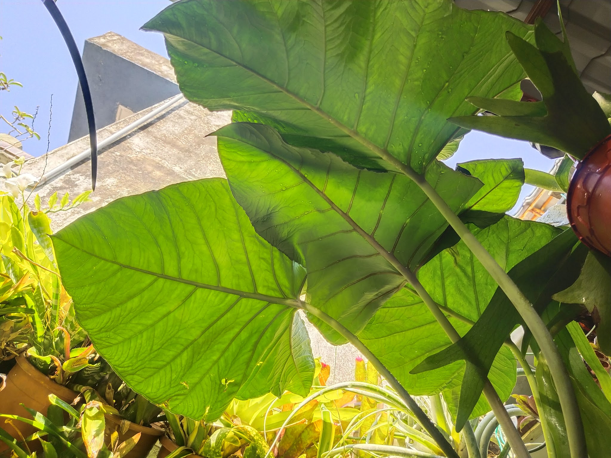 Garden Chronicles of James David: Blue Taro - Xanthosoma violaceum