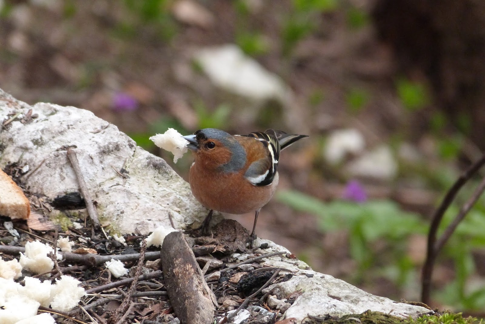 Frumusetile naturii: Cinteza (Fringilla coelebs)