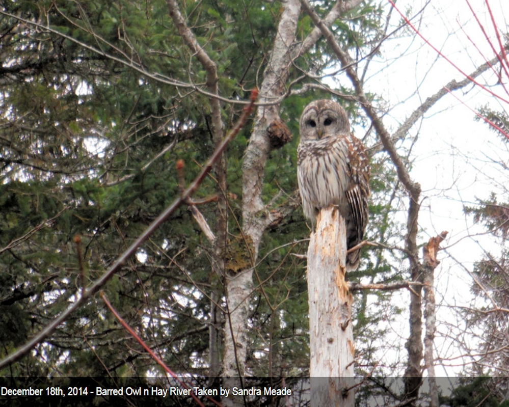 BARRED OWL