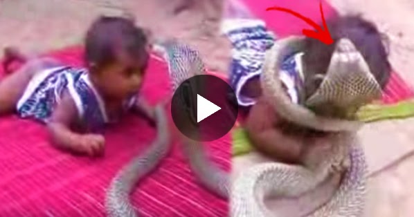 A 1-Year Old Baby Was Attacked And Bitten Several Times By A King Cobra ...