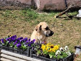 Committed Stitcher: Grayson And The Flowers