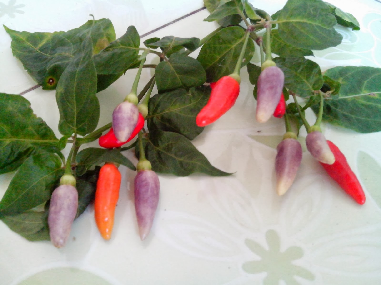 Endah Murniyati's Journey: TRICOLOR CHILLI PEPPER