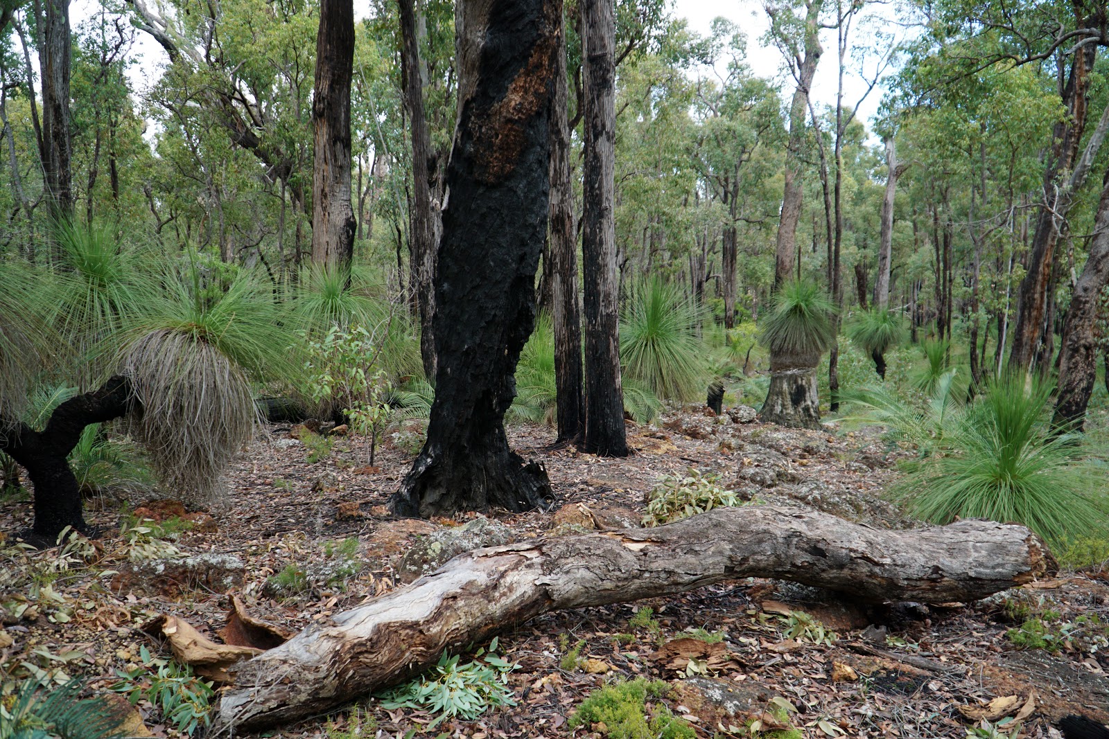 Abyssinia Rock Walk GPS Route (Jarrahdale State Forest) ~ The Long Way ...