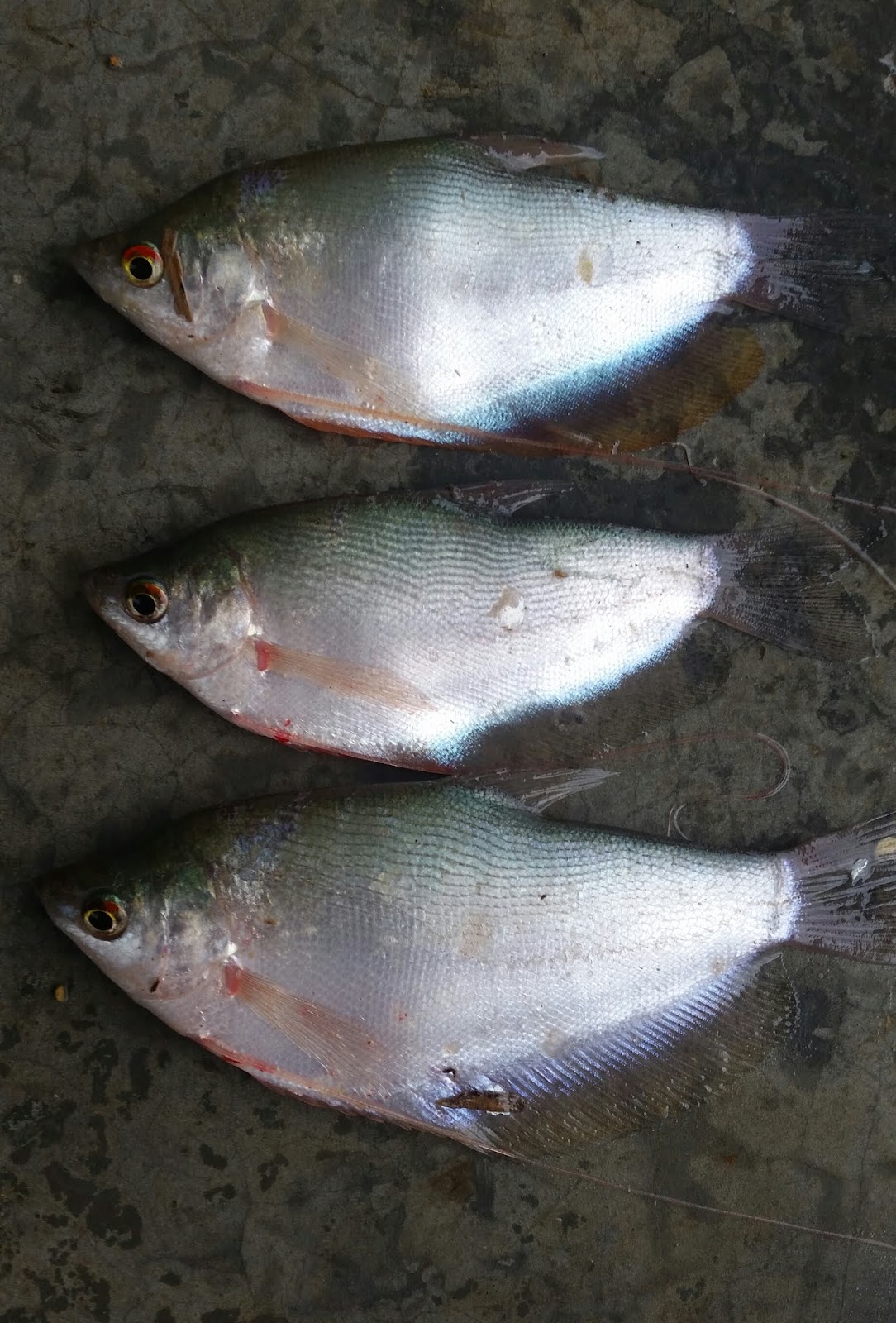 Warisan Petani: September 2019