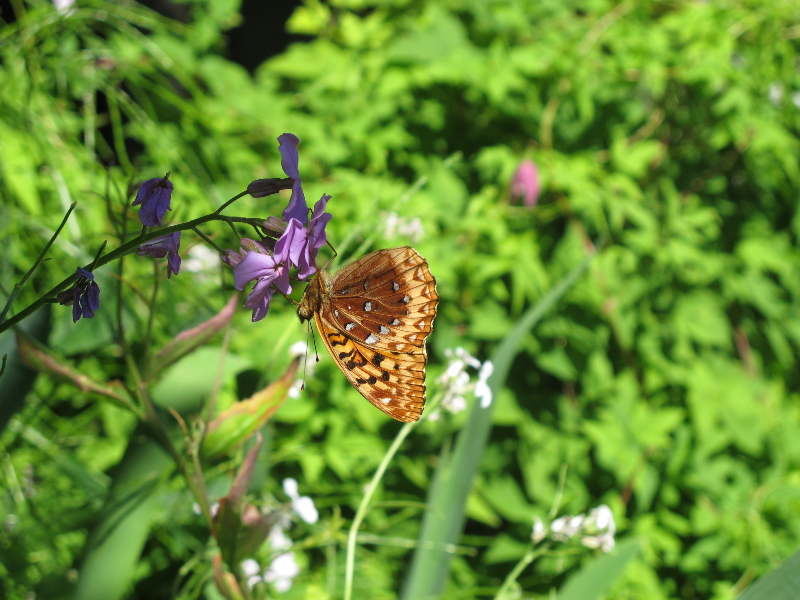 The Cranbrook Guardian: Sweet Rocket, Hesperis matronalis