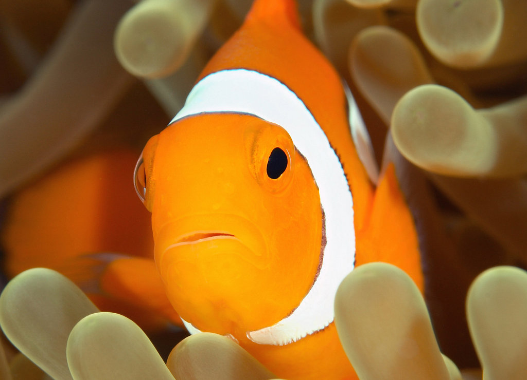 Los animales en la tierra