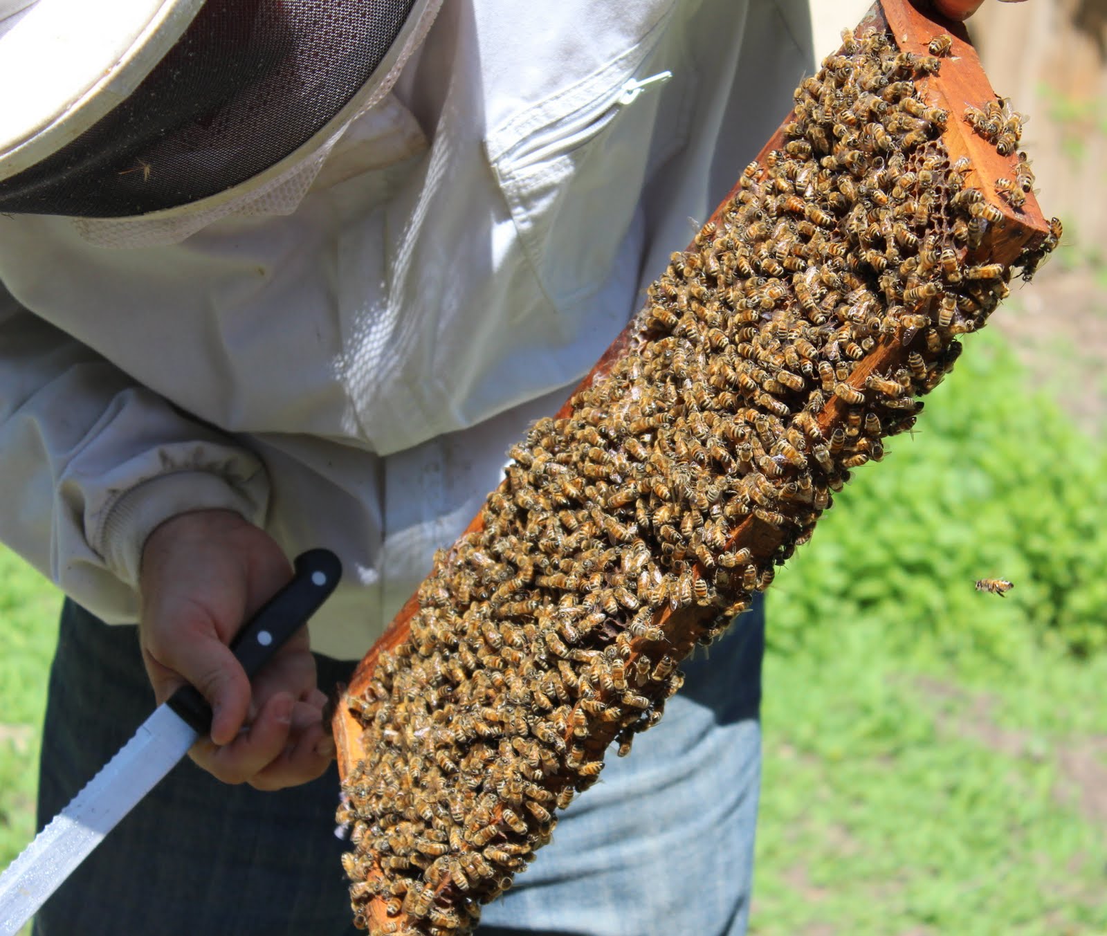 Homestead Roots: Bee Swarm Caught using a bait hive Video of the Transfer