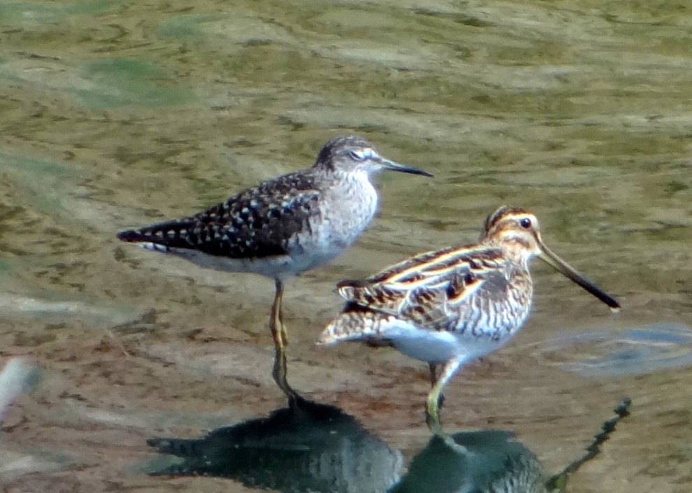 Birding for a Lark: Wadi Arar