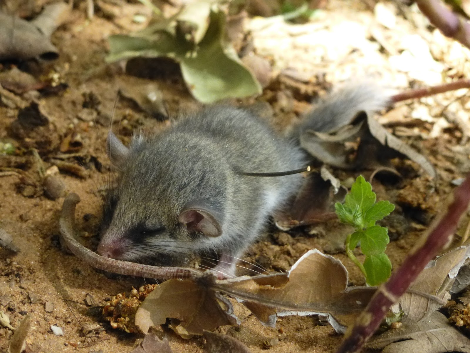Espacio dedicado a la naturaleza: Lirón africano (Graphiurus microtis)