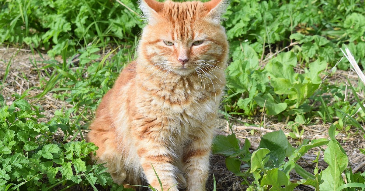 Imagens da vida animal: Felis catus