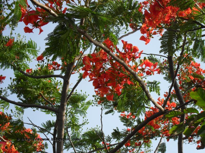 Krishna Chura Ful(কৃষ্ণ চূড়া ফুল) - Delonix regia