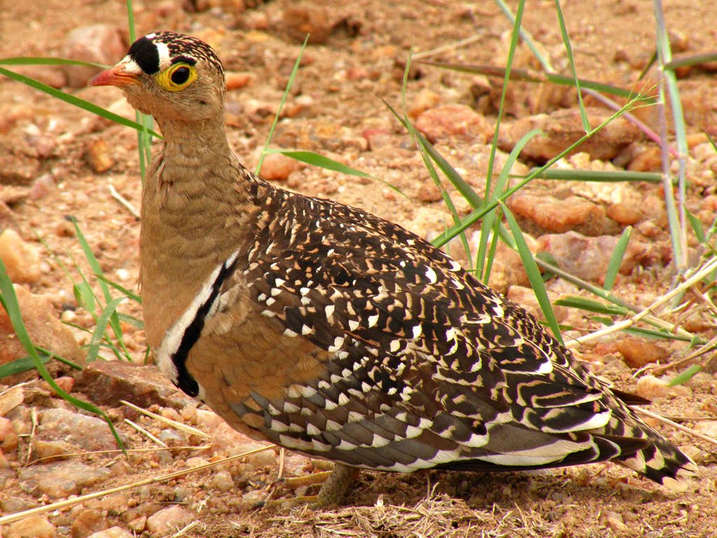 Double banded sandgrouse - Alchetron, the free social encyclopedia