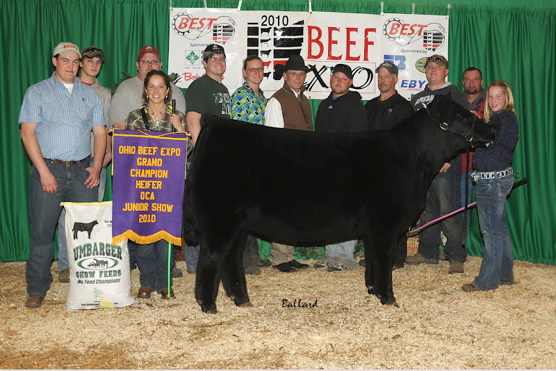 Lautner Farms: Parks Show Cattle - Selling lots at Ohio Beef Expo