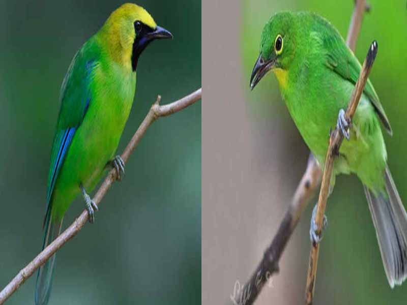 Jenis Cucak Ijo Yang Ada Di Pasaran - Aero Jihan