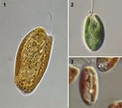 MICROALGAS-USOS Y APLICACIONES DE LA BIOMASA MICROALGAL EN EL MEDIO ...