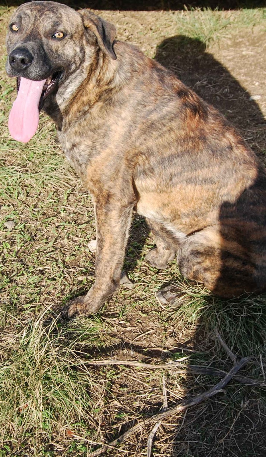Adote, Não Compre!: Boxer Tigrado Mestiço - Porte Grande - Porto Alegre