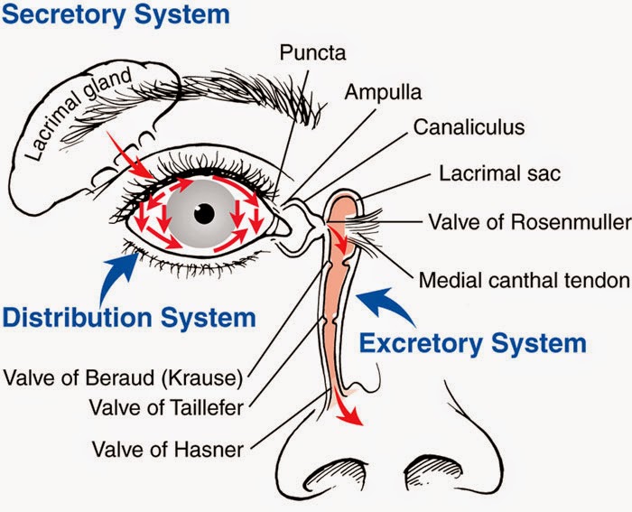水管工人 鼻淚管阻塞
