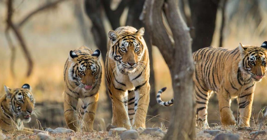 TIGER VULNERABLE TO EXTINCTION
