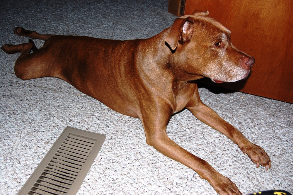 Pit Bull Frogs: Pit Bull Frog Photos