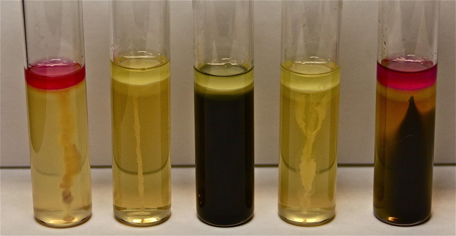 Enterobacter Aerogenes Motility Test Table S1. IMViC Test Result Of