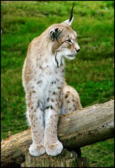 TIERRA SYLVANA: LINCES.