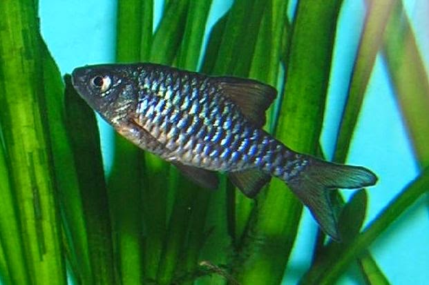 Freshwater Frenzy: Checkered Barb Fact Sheet