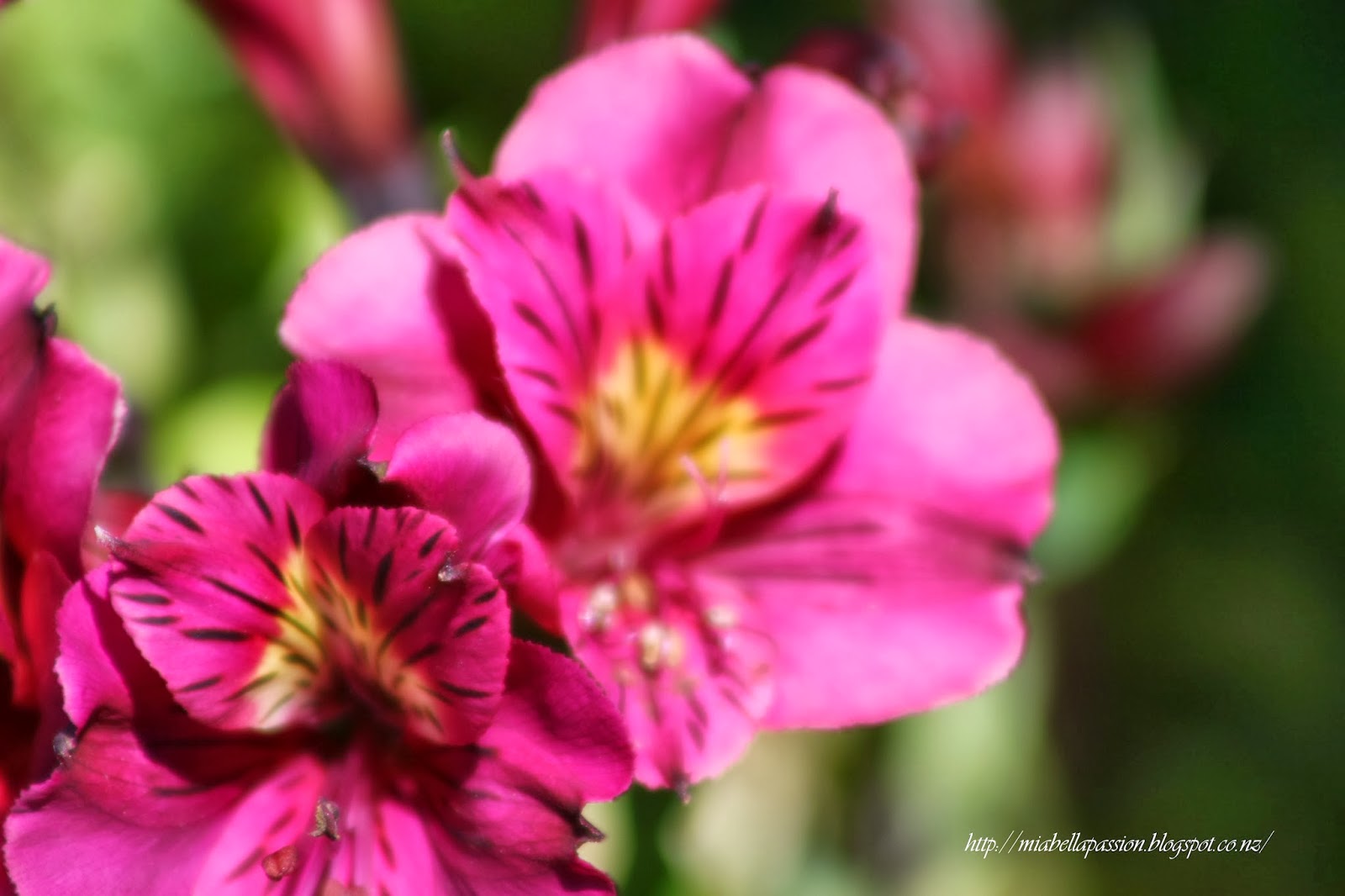 Alstroemeria - Princess Lilies...