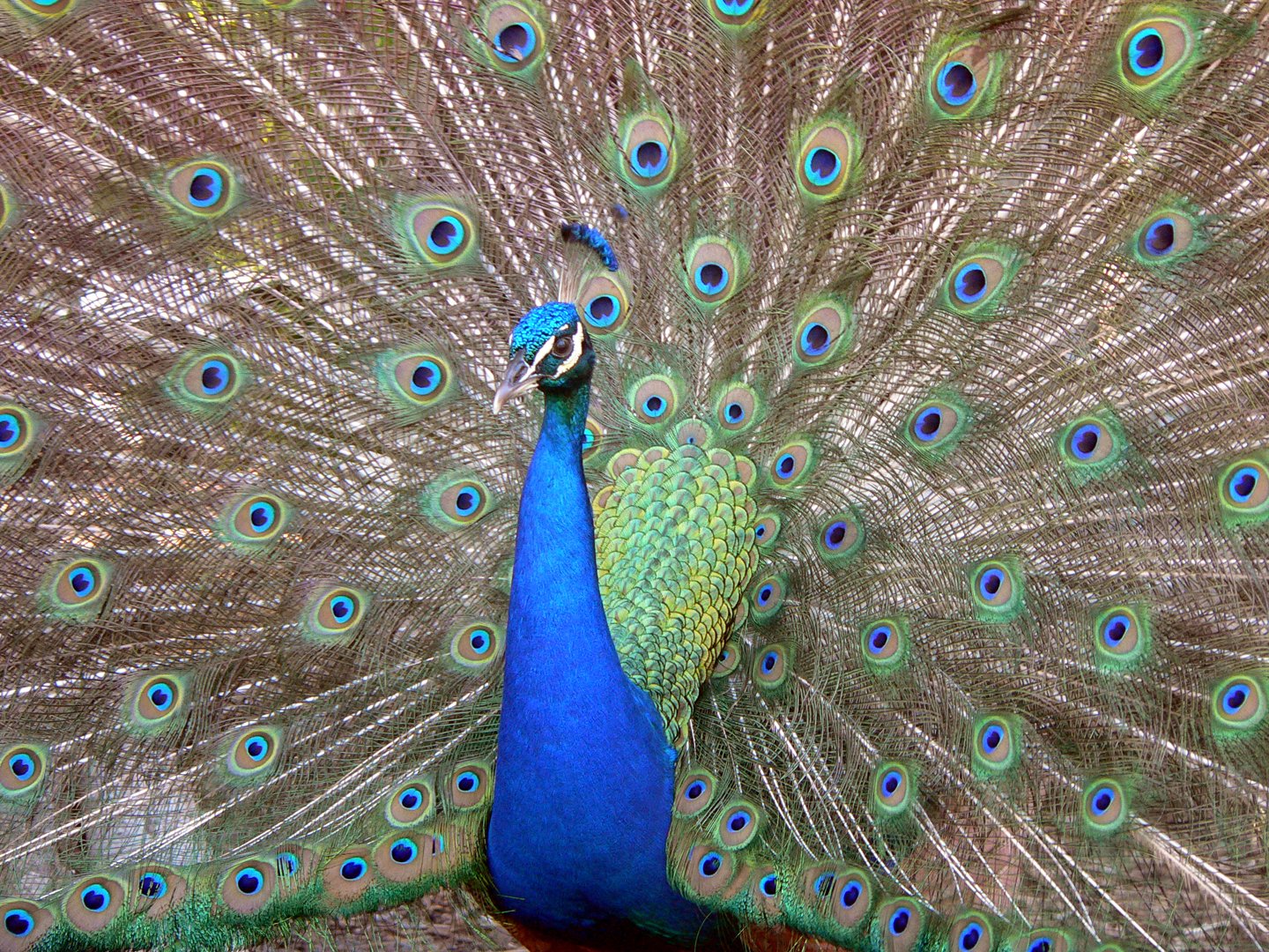 Theatre Geekery: Strut Your Stuff - Theatre Etymology - Part 49