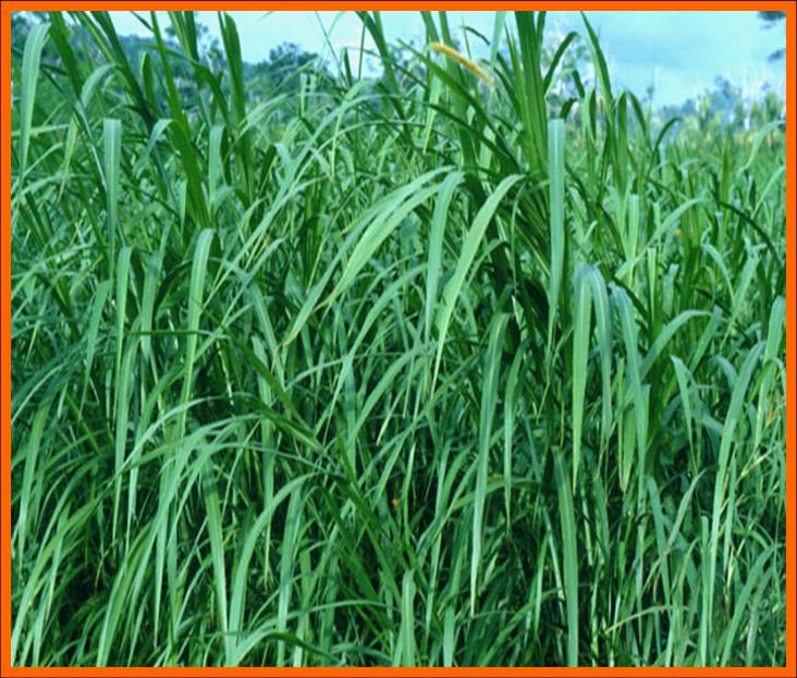 APA ITU RUMPUT NAPIER DAN KEBAIKANNYA ~ PEJABAT PERKHIDMATAN VETERINAR ...