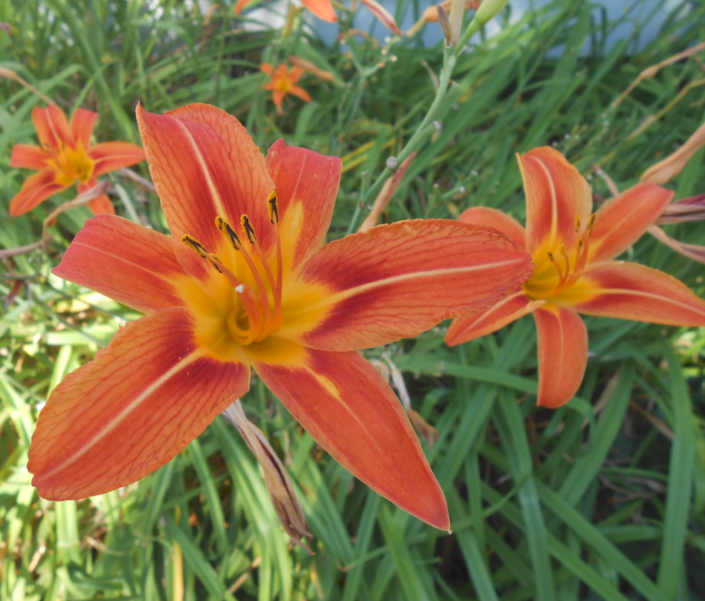 The Lucas Countyan: Orange, glorious orange
