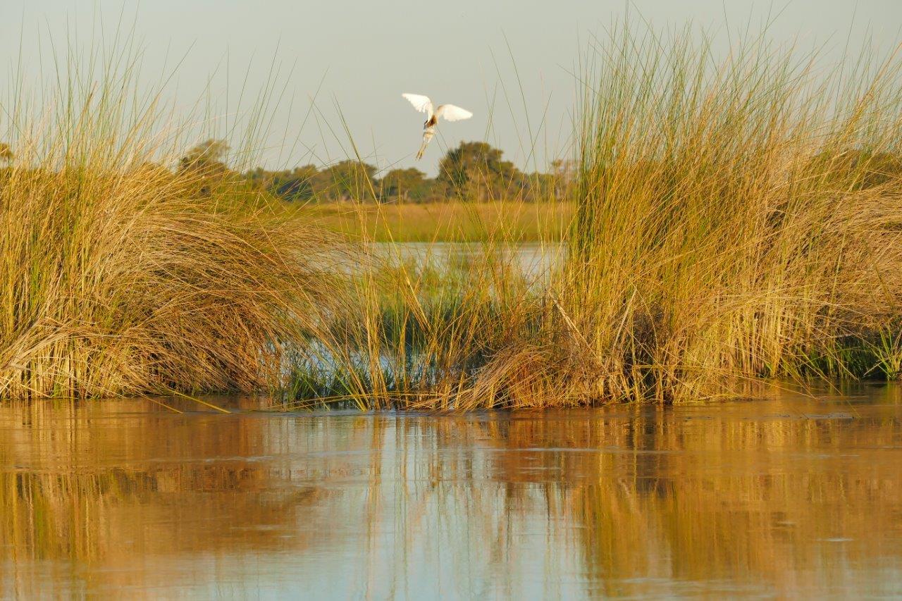 Southern Africa's Ramsar Sites: Okavango Delta System (Botswana)