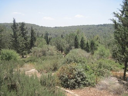 Land of Israel: List of Forests in Israel