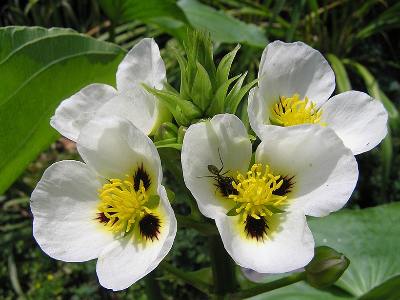 Liliopsida: Kelas Liliopsida