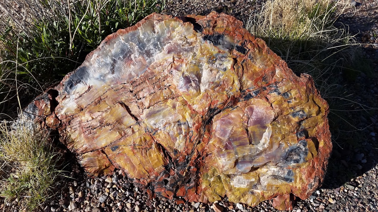 Rambling RV Rat: Petrified Forest National Park - Stop 2 in our Trek ...