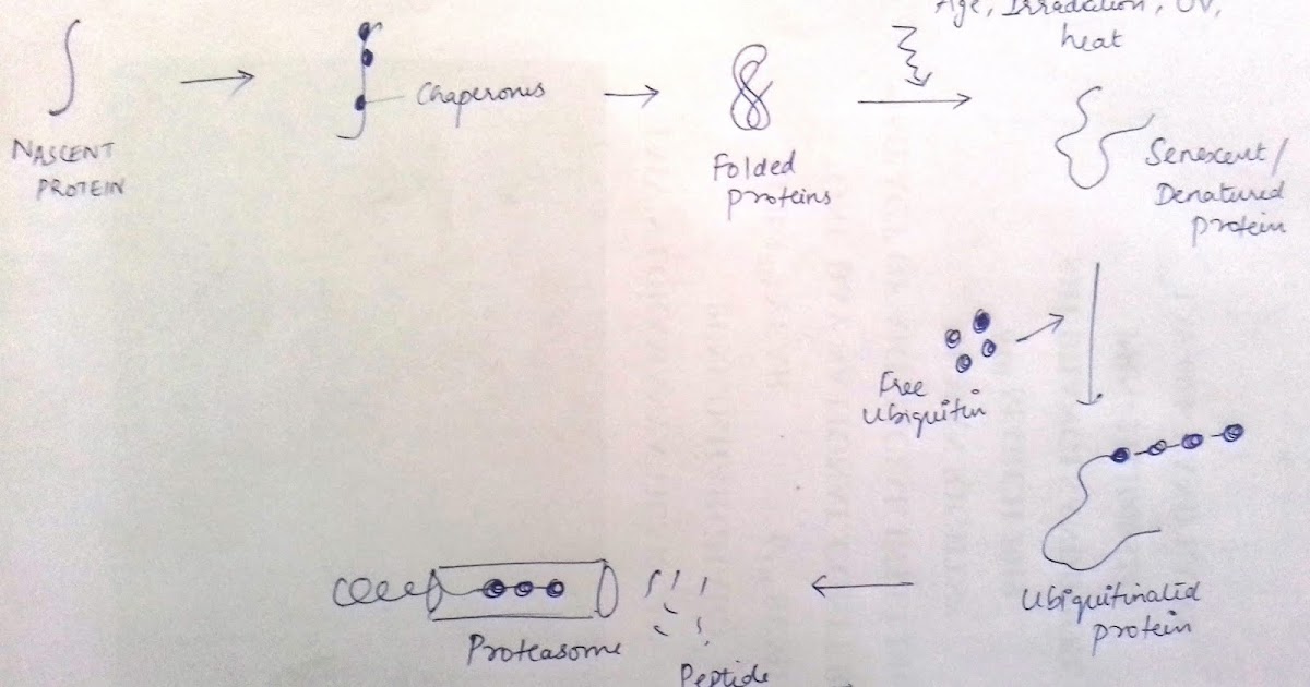 KIMAN - Making pathology simple!!: Heat Shock Protein (stress protein)