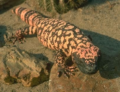 Gila Monster Animals | Amazing Facts & Latest Pictures | The Wildlife