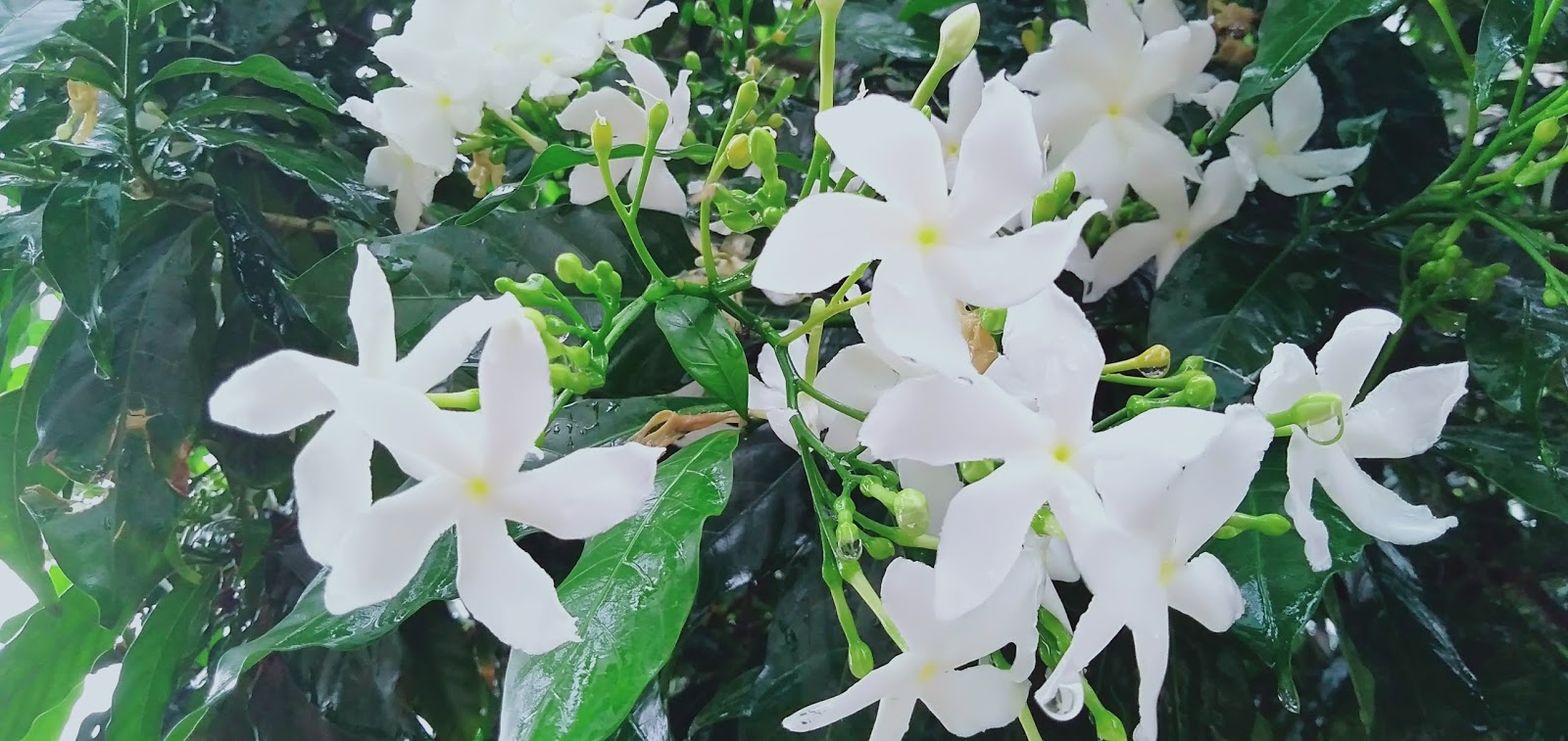 Gnanasuriabahavan Academy: நந்தியாவட்டம் வீட்டுத் தோட்ட சிறு பூமரம் ...