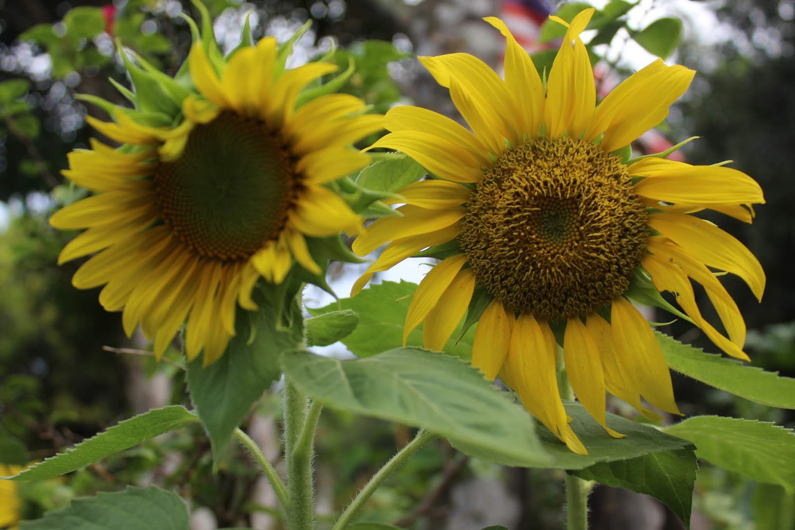 Menariknya Bunga Kuning