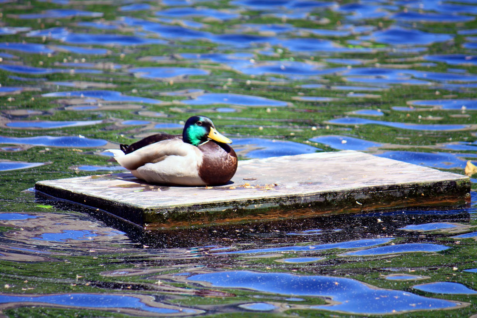 400 Wake-ups: ShanAlly Chronicles 2.0