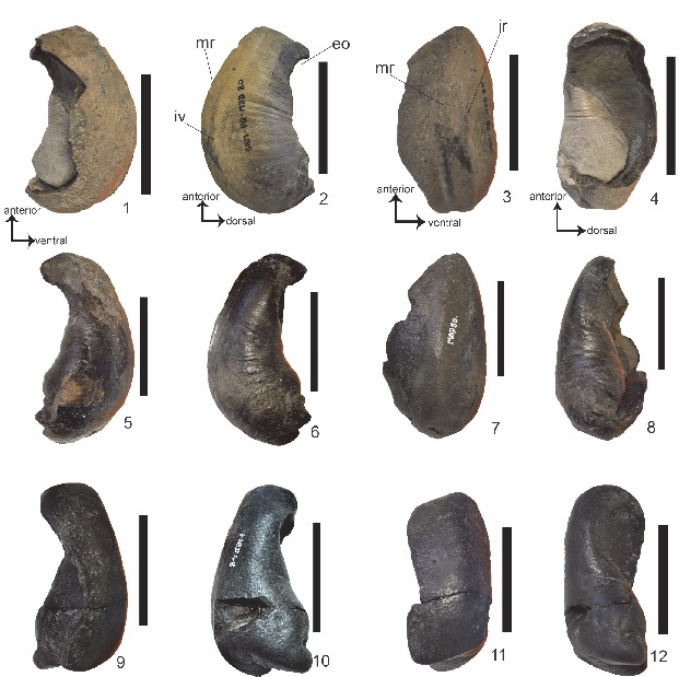 The Coastal Paleontologist: 2019 in review: advances in marine mammal ...