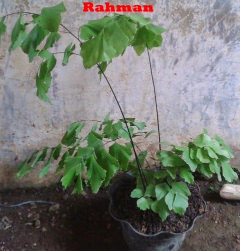 Jual Tanaman Hias: Suplir