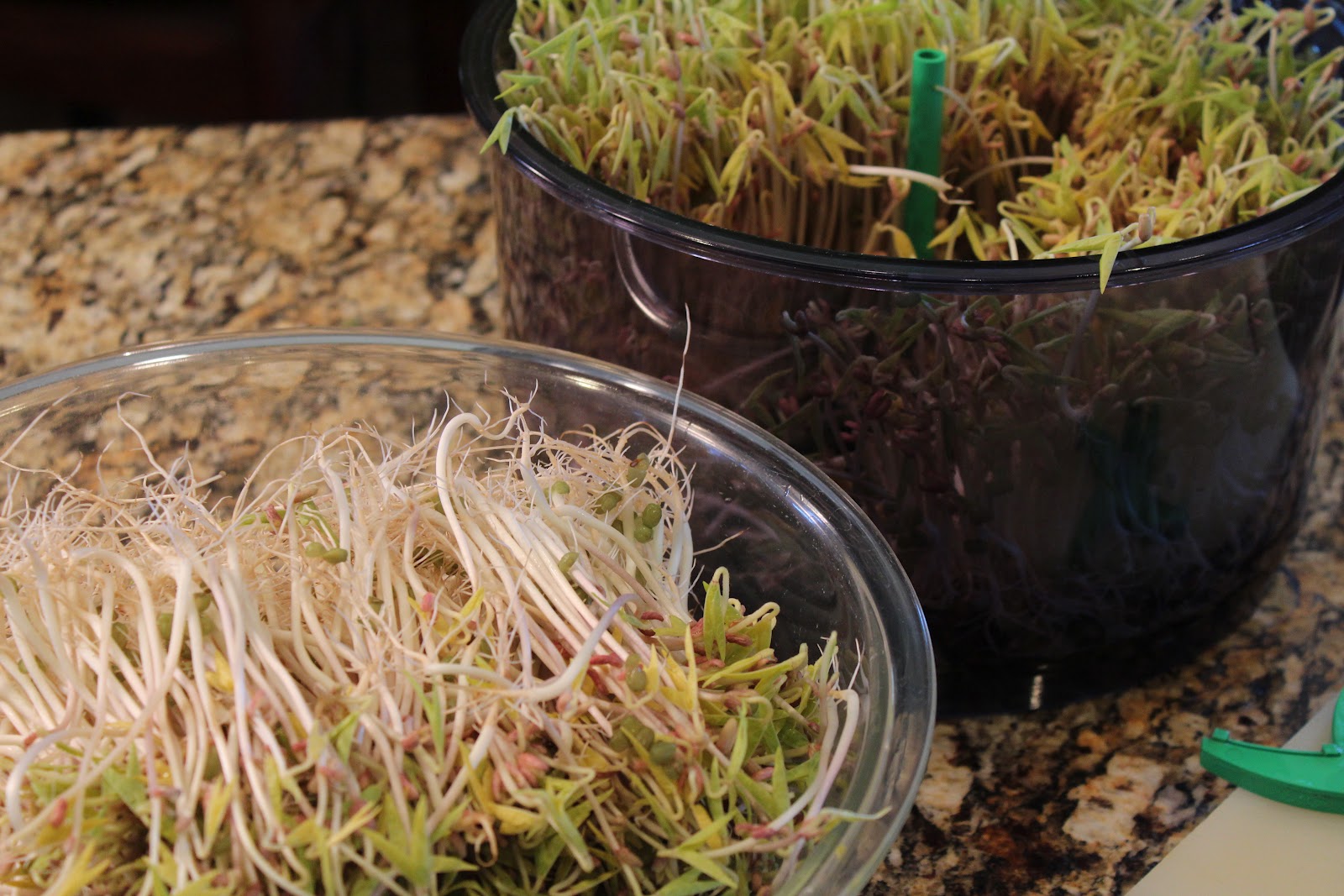 Food Garden Recipes: Mung Bean Sprouts