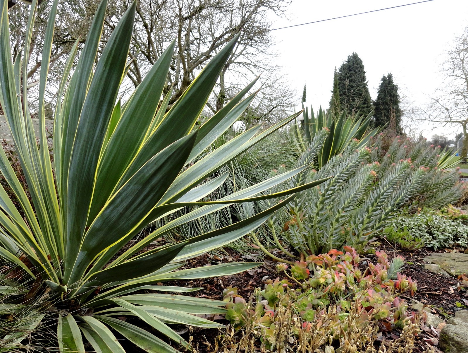 danger garden: Another Yucca filamentosa is my favorite plant in the ...
