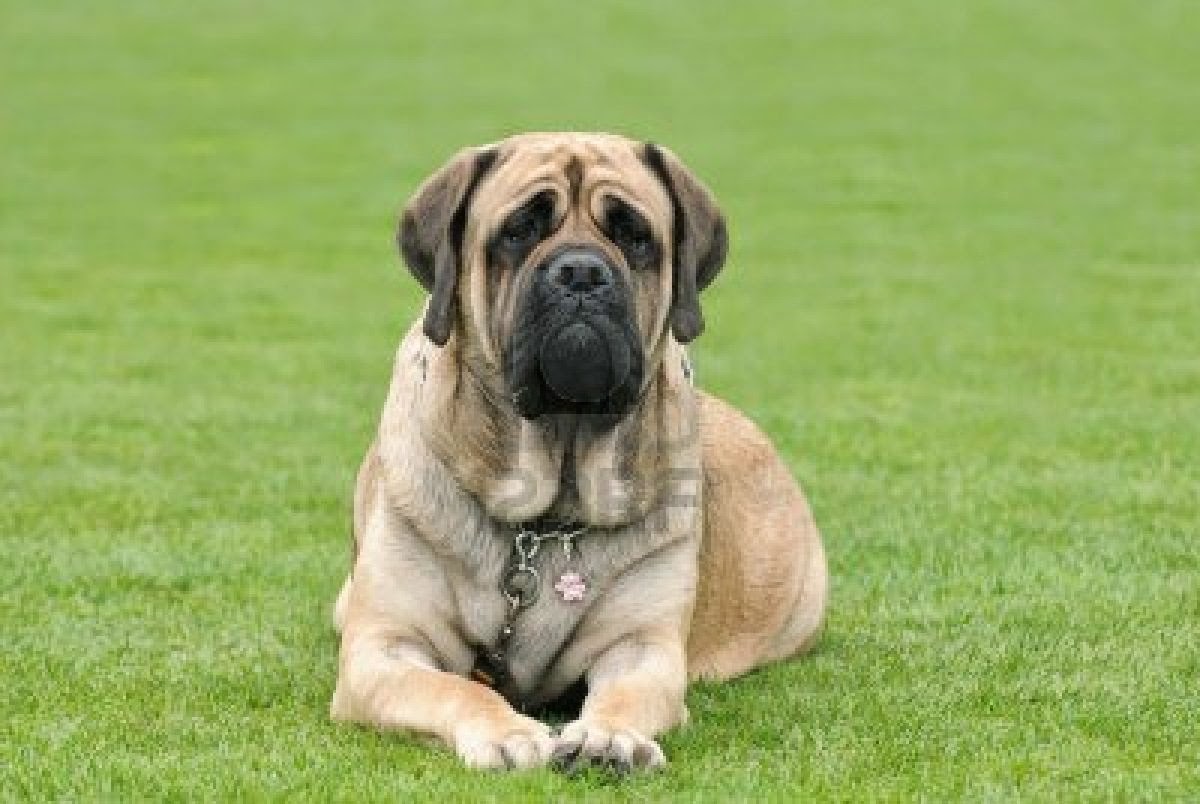 Kudla Pets: English Mastiff