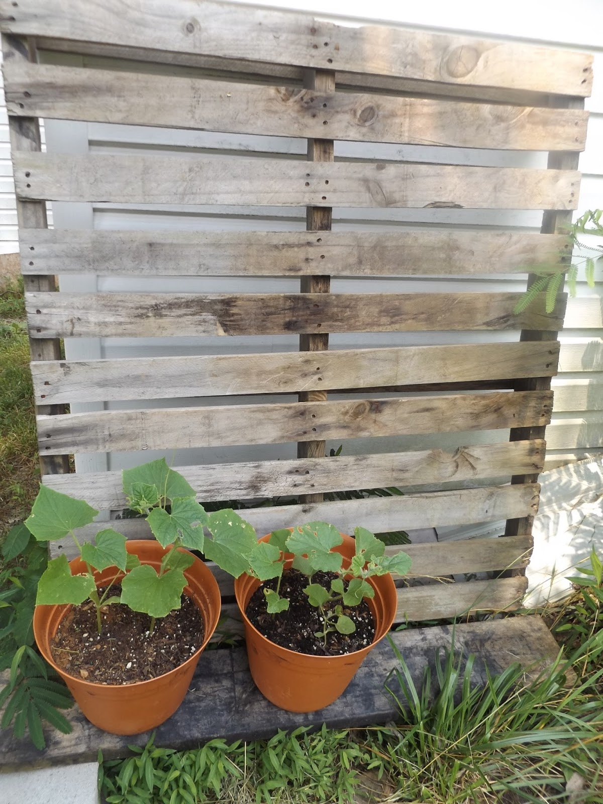 Buttercup squash, Cucumber trellis, pumpkin & melon hugelkultur ...